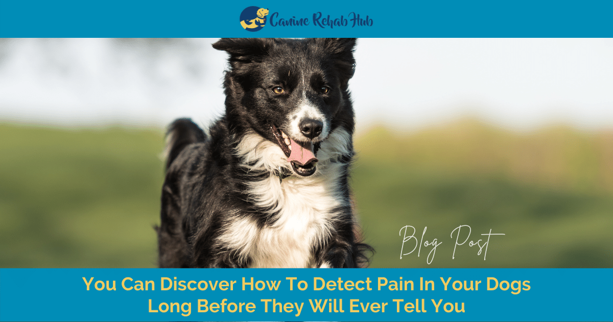 Subtle Signs of Pain in Dogs